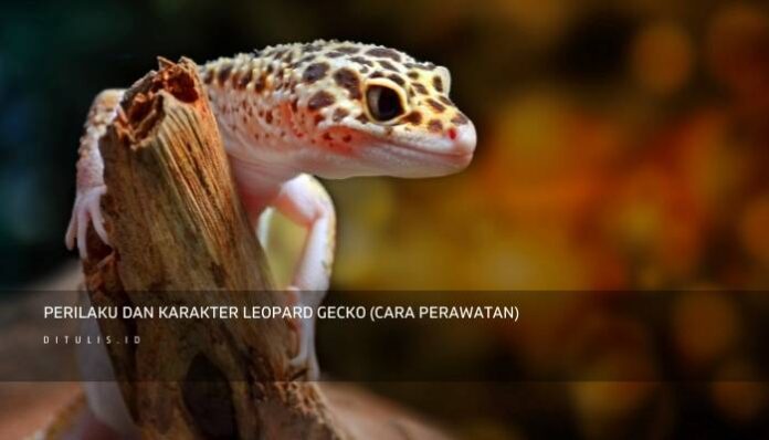 Leopard Gecko: Mengenal Lebih Dekat Bagaimana Cara Memelihara Hewan ...