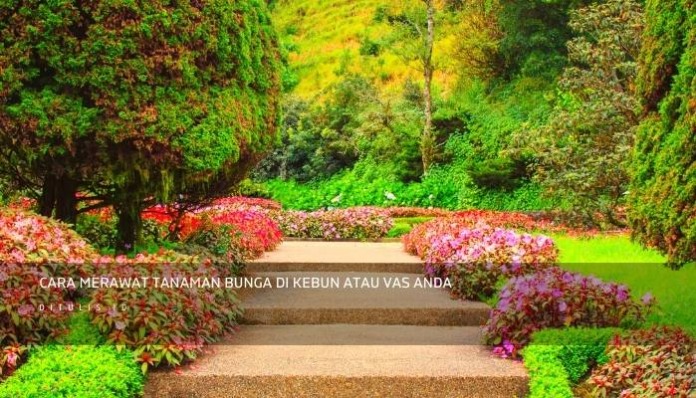 14 Cara Merawat Tanaman Bunga Yang Benar di Kebun Anda Di 2025 | Ditulis.ID